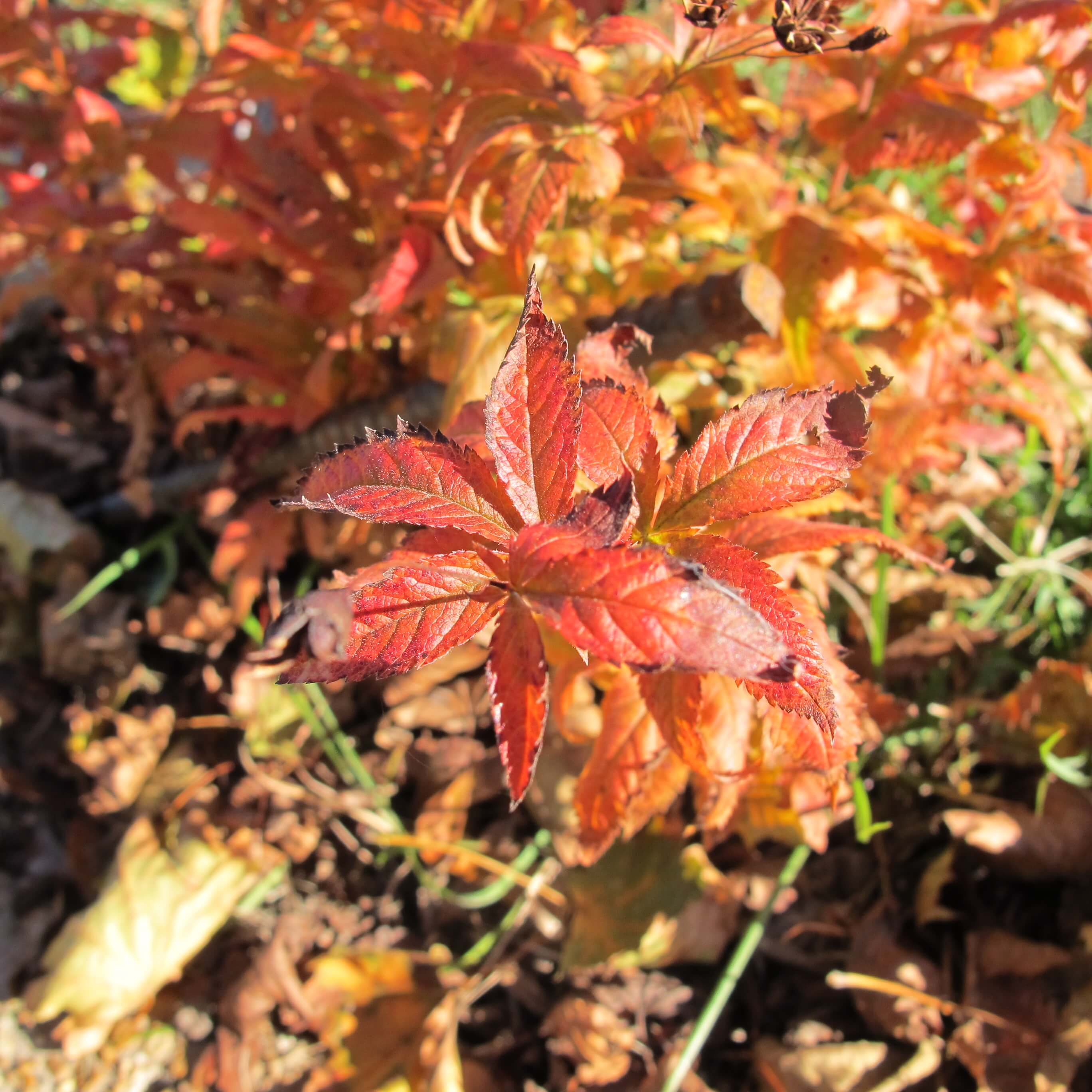 Plant Index – St. Louis Native Plants