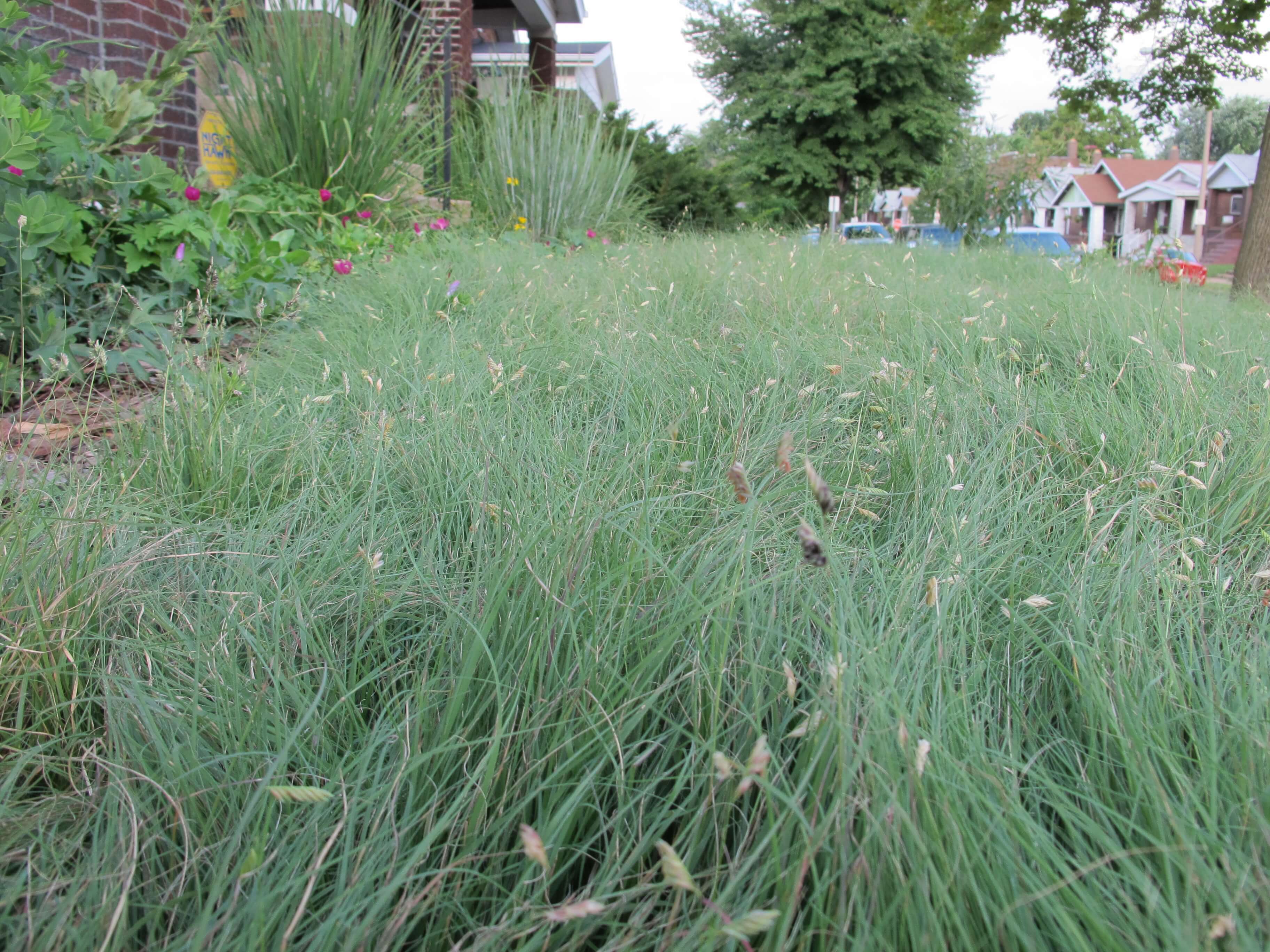 Plant Index – St. Louis Native Plants