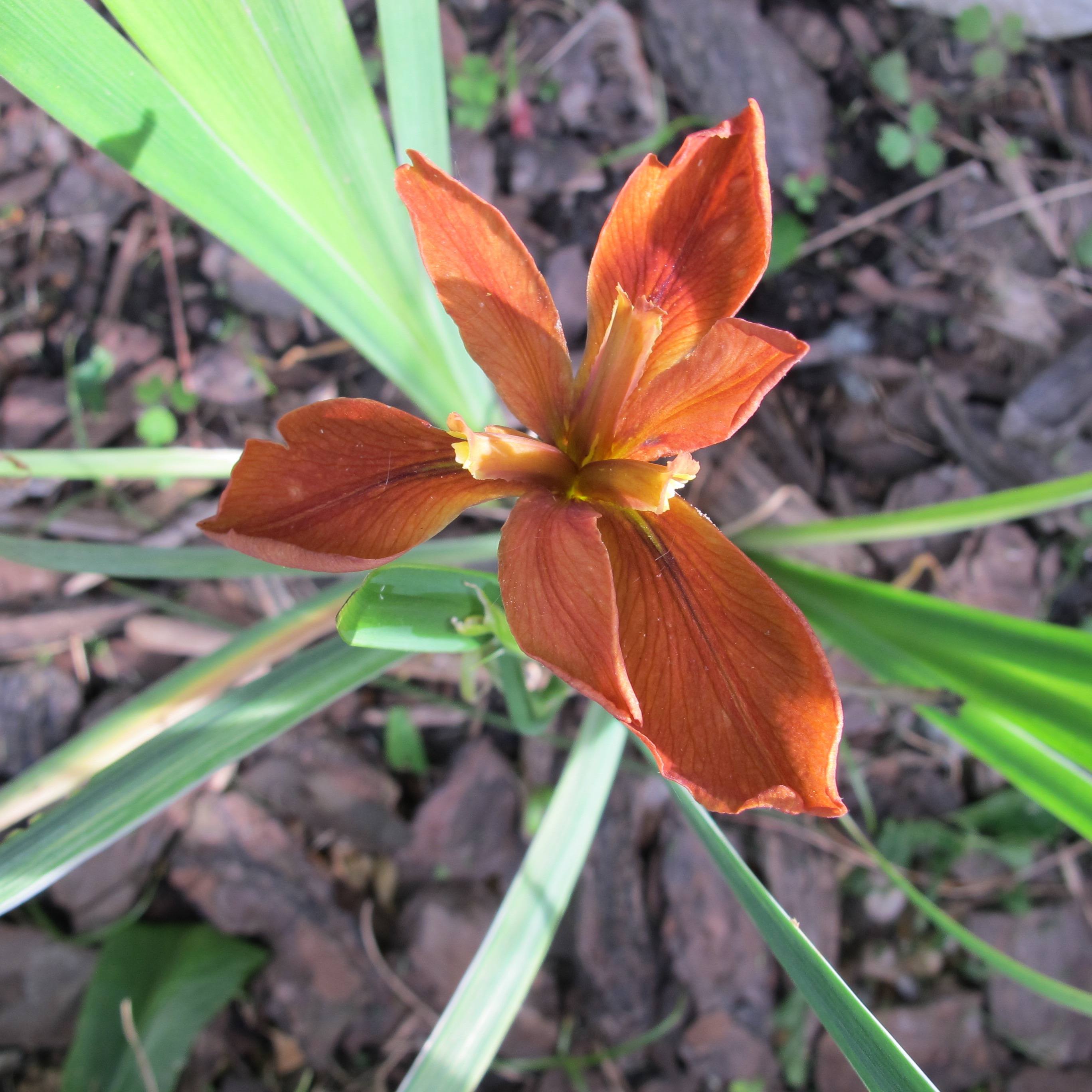 Plant Index – St. Louis Native Plants