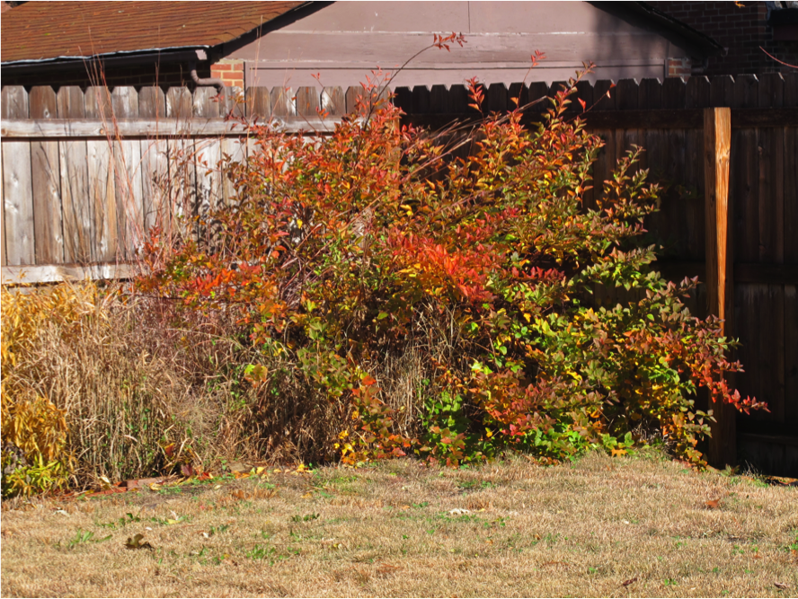 Plant Index – St. Louis Native Plants